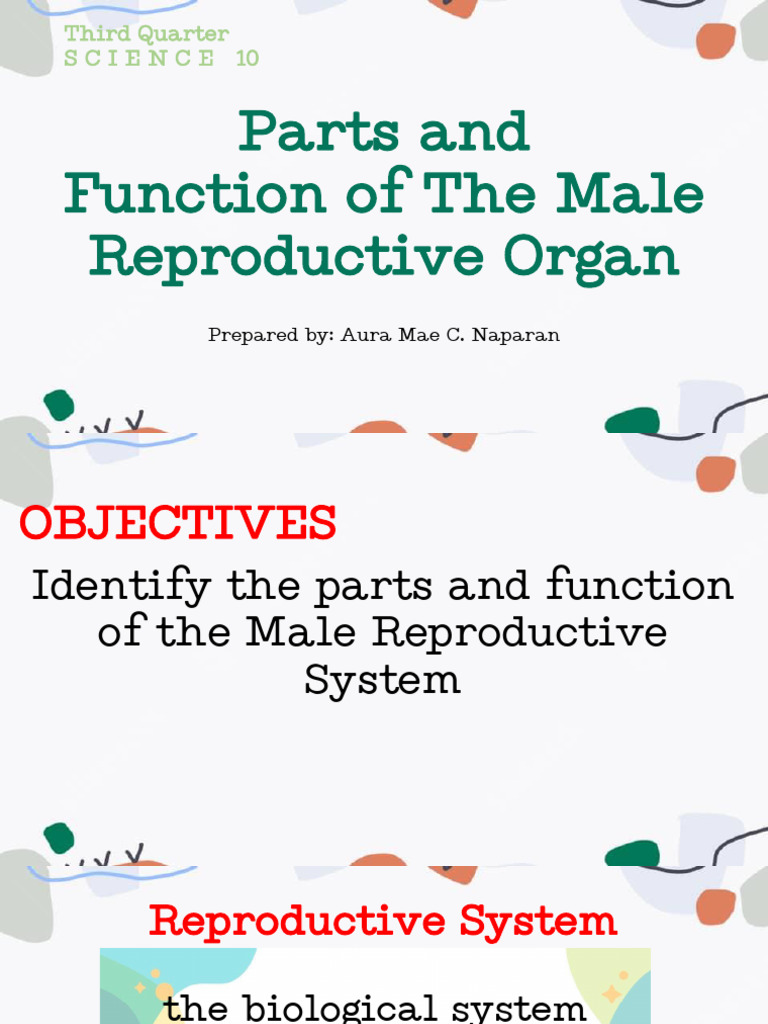 Male Reproductive System Parts & Functions | PDF | Reproductive System ...