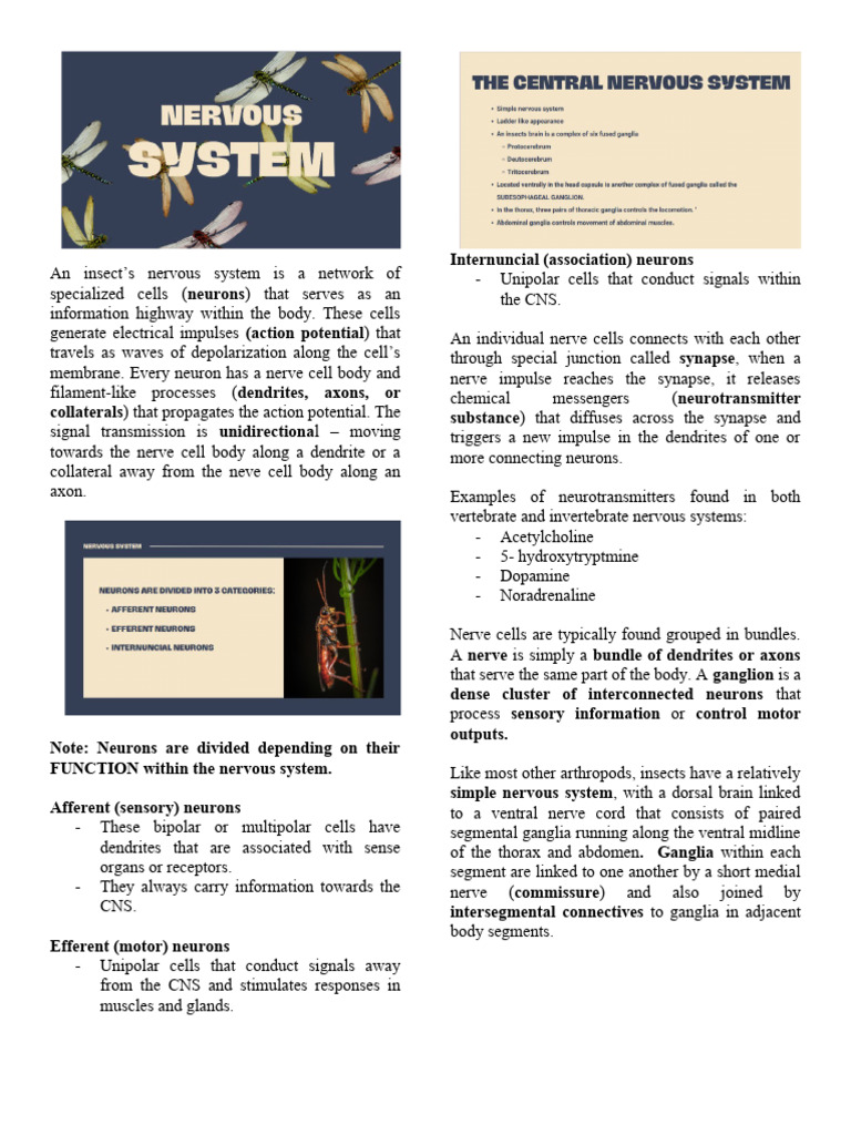 Nervous and Reproductive System - Handout | PDF | Neuron | Nervous System