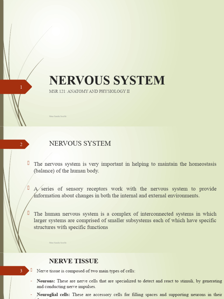 MSR 121 Nervous System Notes | PDF | Neuron | Central Nervous System
