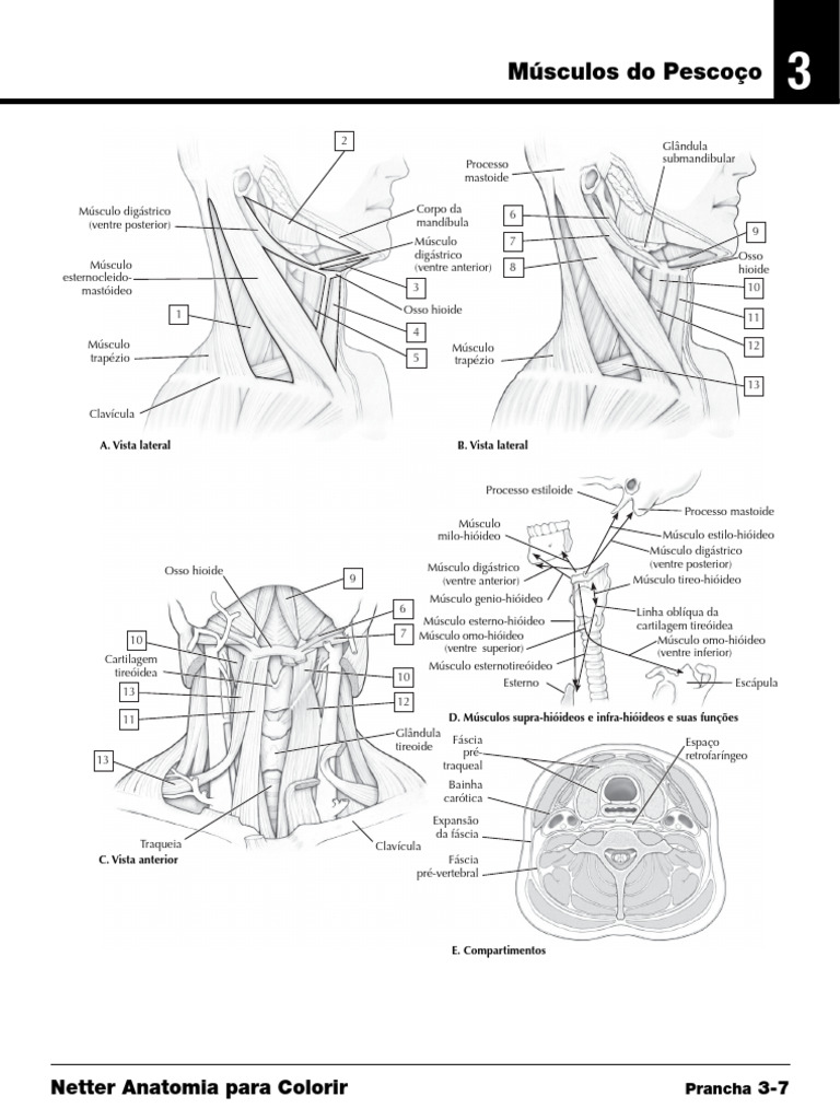 musculo pescoço Netter Anatomia para Colorir | PDF | Sistema Locomotor ...