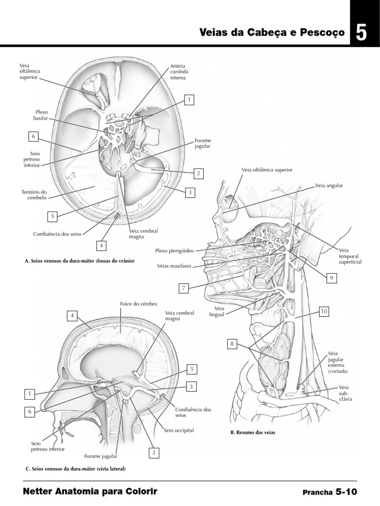 veia Netter Anatomia para Colorir | PDF | Veia | Angiologia