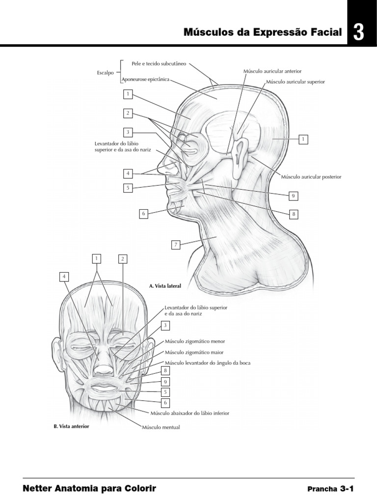 Musculos Netter Anatomia para Colorir | PDF | Rosto | Zoologia