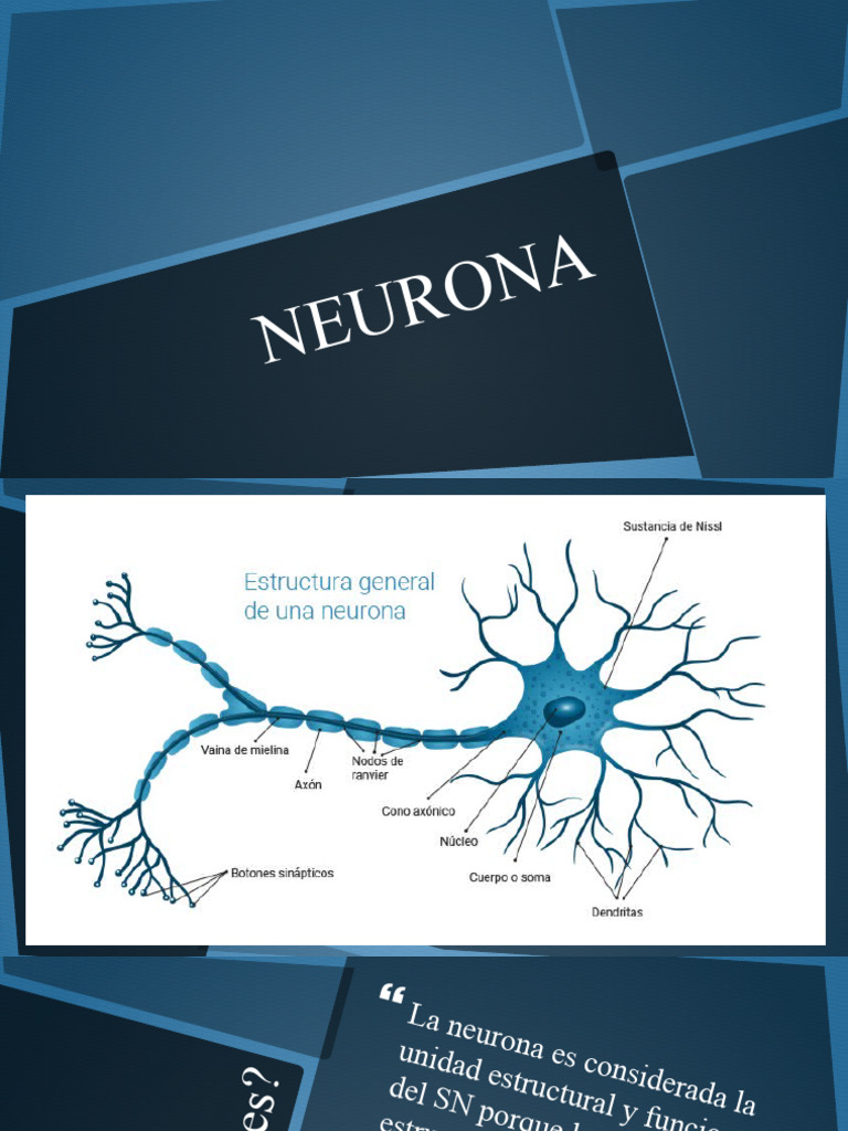 NEURONA Expo | PDF | Neuroanatomía | Tejido (biología)
