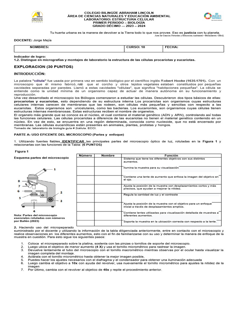 Lab Estructura Celular | PDF | Biología Celular) | Organismos