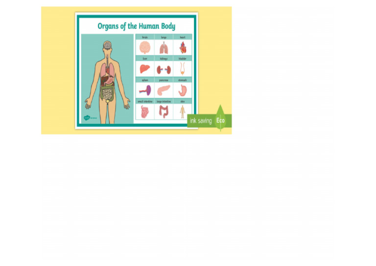 Organ of human body | PDF