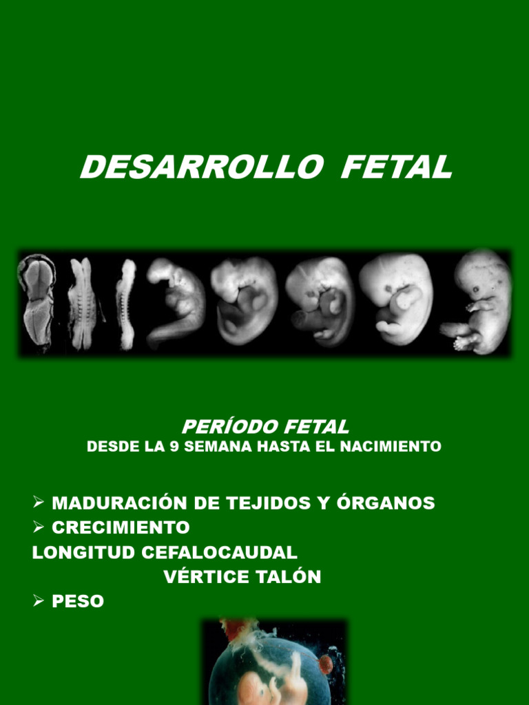 Teoria 4 Desarrollo Fetal | PDF | Placenta | Mitosis