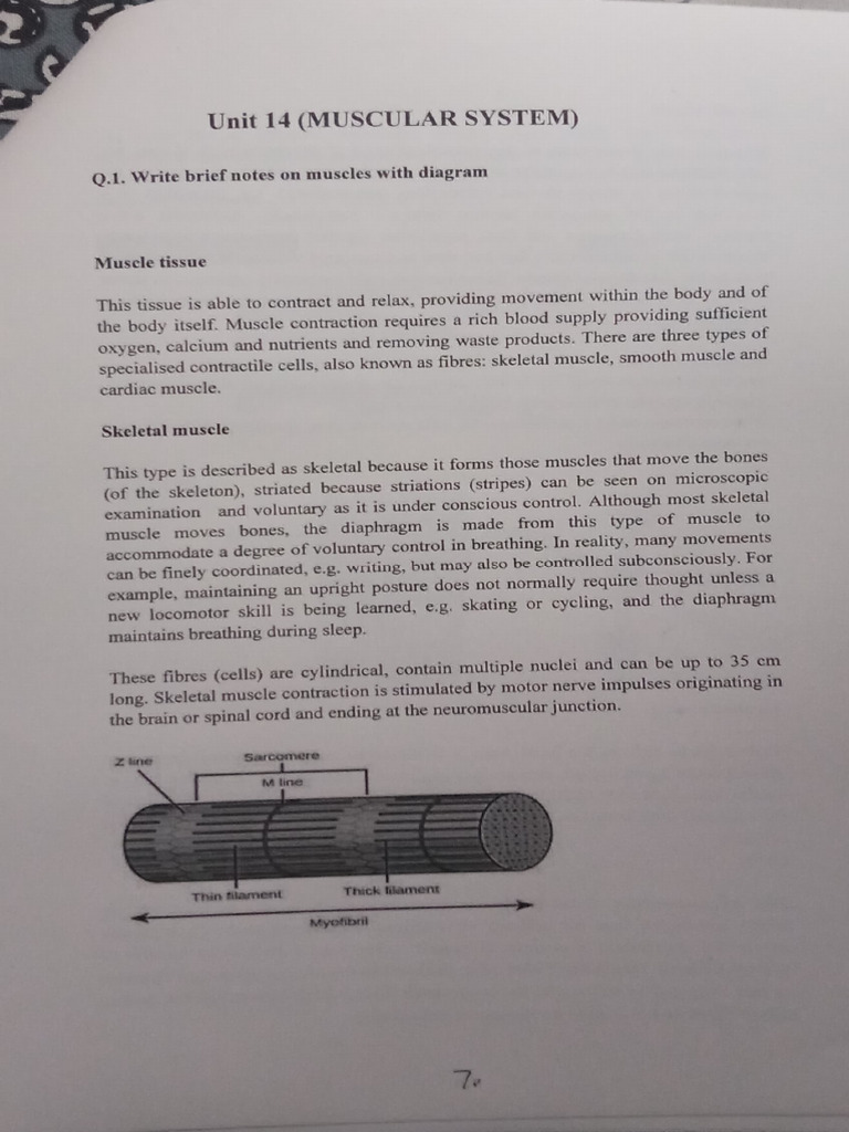 Anatomy Muscular System Notes | PDF | Skeletal Muscle | Muscle Contraction