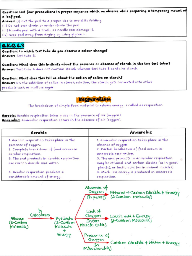 Aerobic vs Anaerobic Respiration Guide | PDF | Respiratory Tract ...
