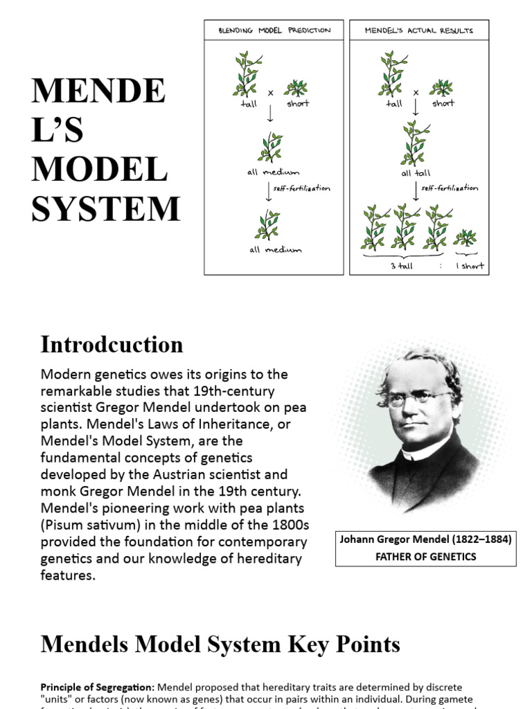 Mendel Model System Report | PDF | Genetics | Heredity