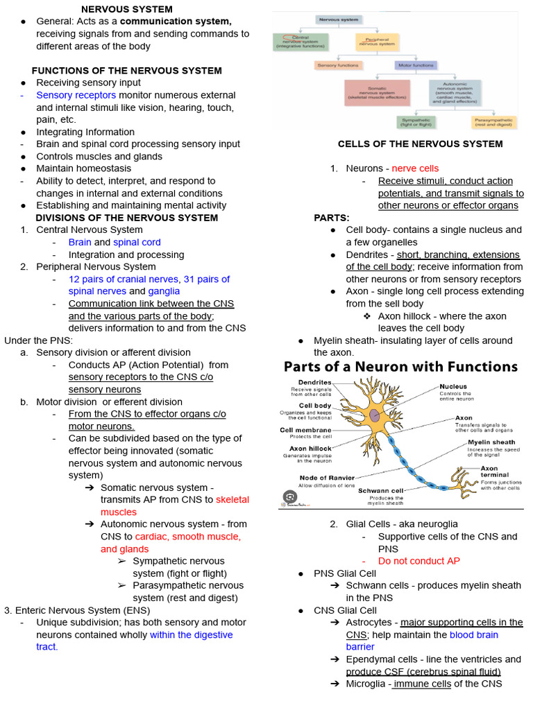 Nervous System | PDF | Central Nervous System | Nervous System