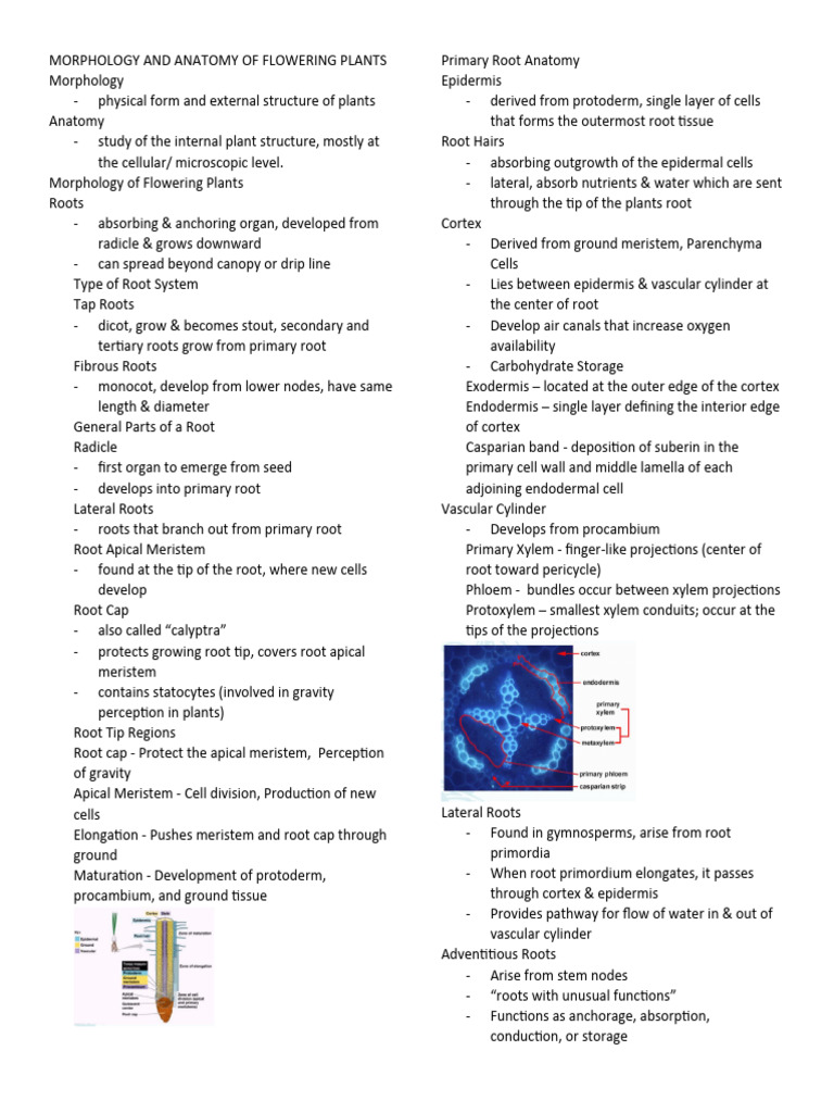 Morphology And Anatomy Of Flowering Plants Pdf Root Plant Stem