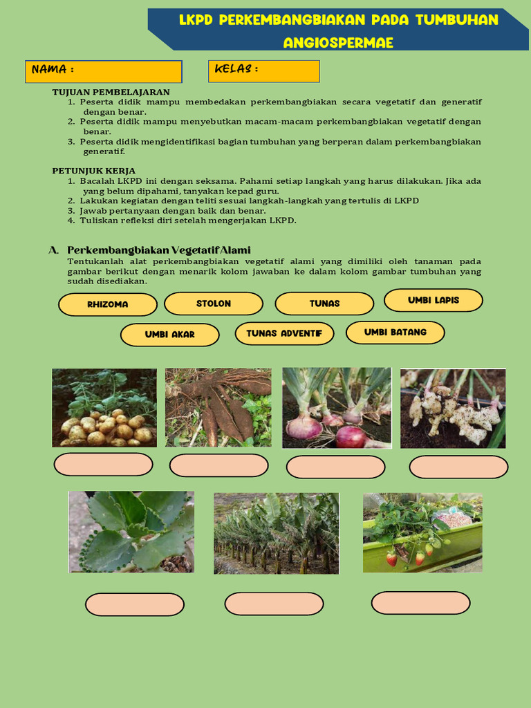 LKPD Perkembangbiakan Tumbuhan | PDF | Sains & Matematika