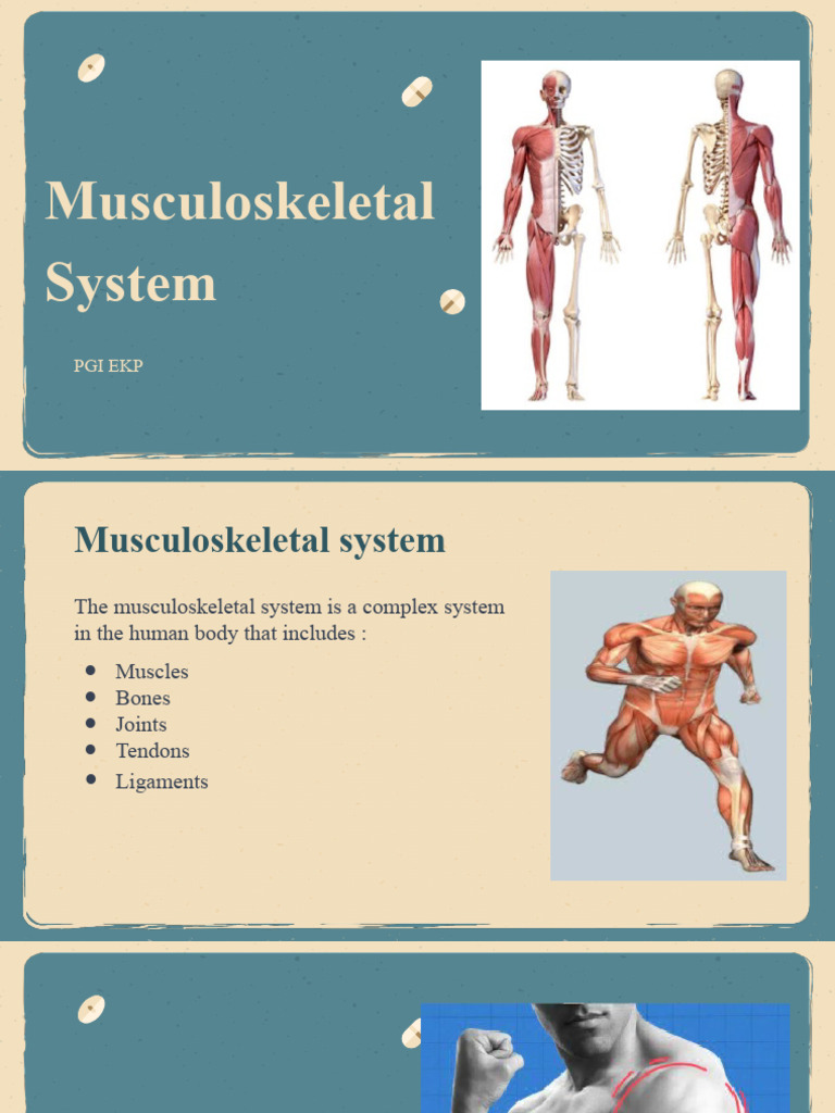 Musculoskeletal System | PDF | Human Musculoskeletal System | Muscular ...