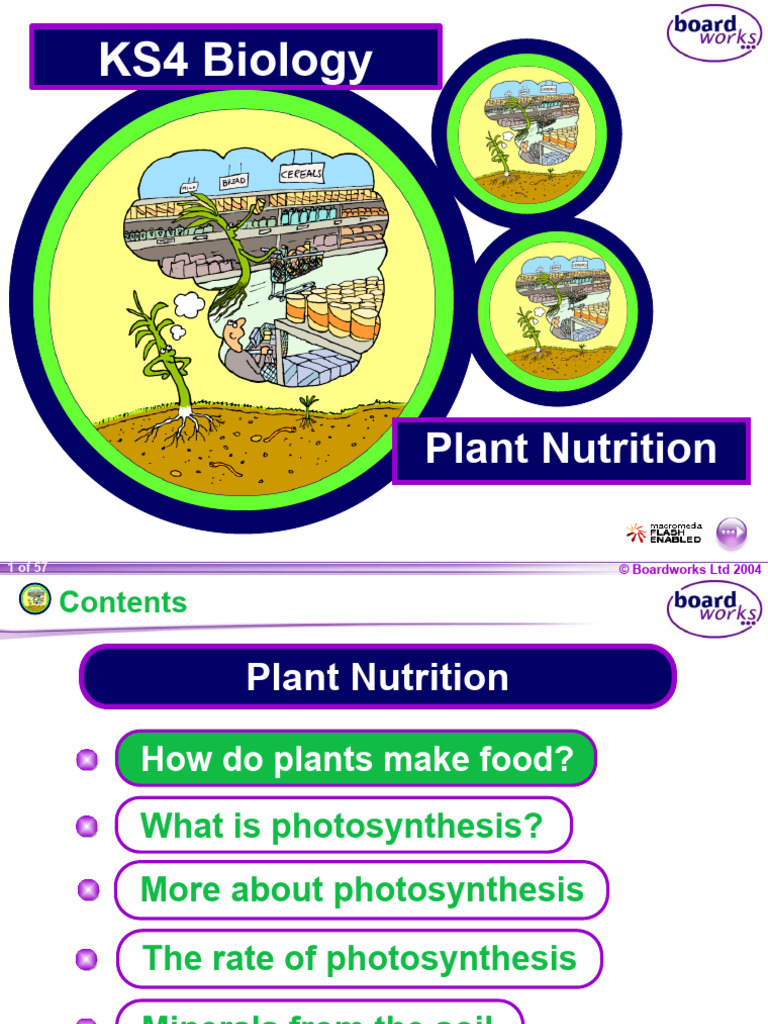 Understanding Photosynthesis in Plants | PDF | Photosynthesis | Leaf