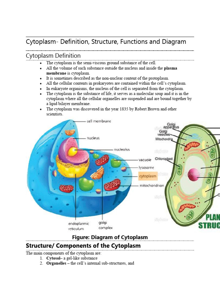 Cytoplasm | PDF | Cytoplasm | Cell (Biology)