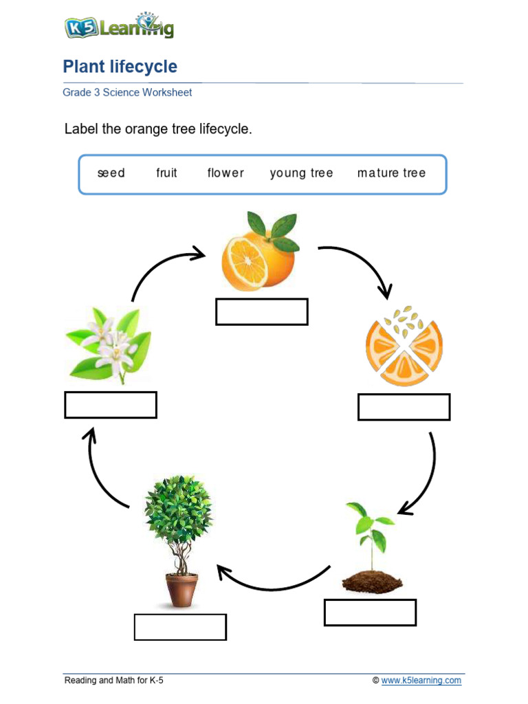 Grade 3 Plant Lifecycle B | PDF