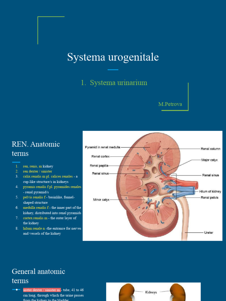Systema Urinarium Eng | PDF | Kidney | Urinary System