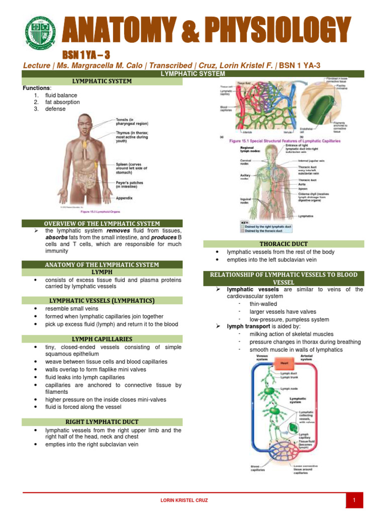 Lymphatic Systems | PDF | Lymphatic System | Lymph Node
