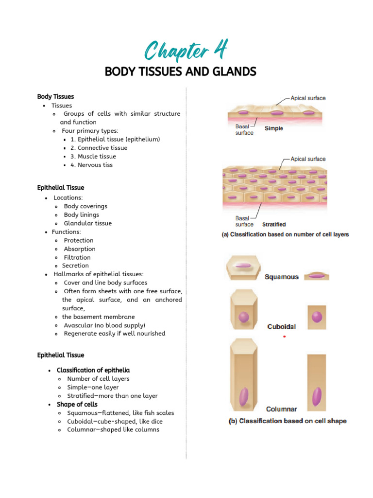 Chapter 3 or 4 - Body Tissues and Glands | PDF | Epithelium ...
