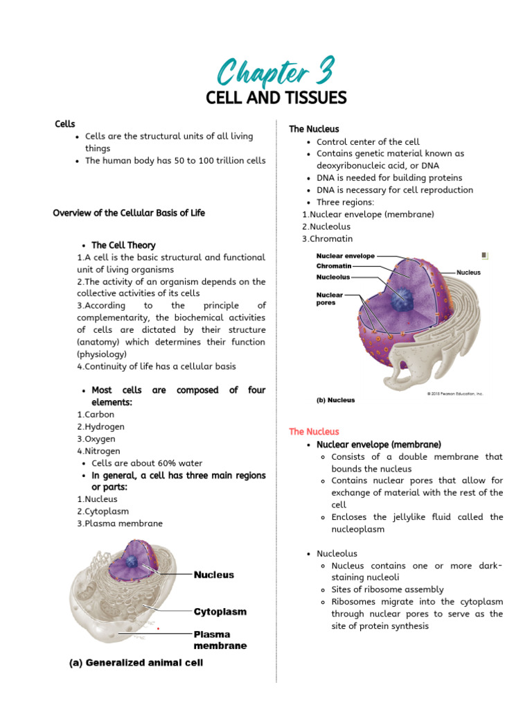 Chapter 2-Cell | PDF | Endoplasmic Reticulum | Cell Membrane