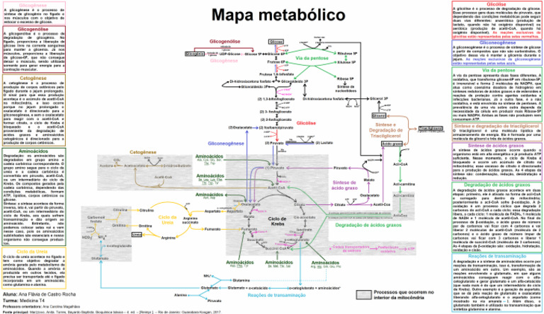 Mapa Metabolico | PDF