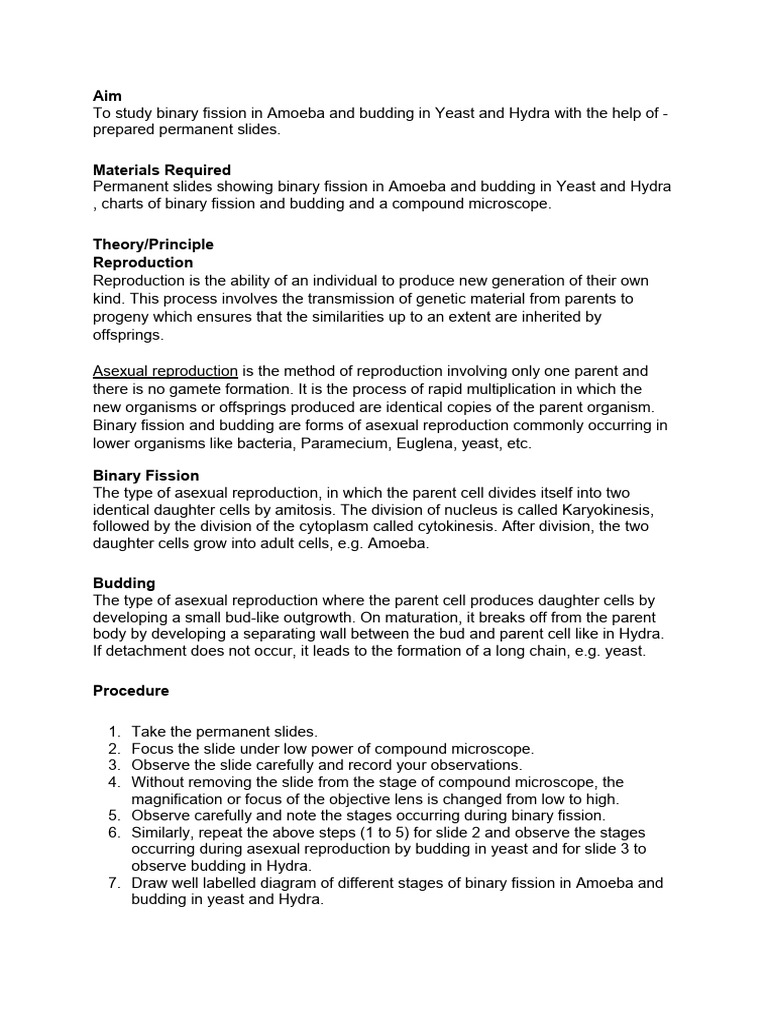 Bio Prac | PDF | Reproduction | Mitosis