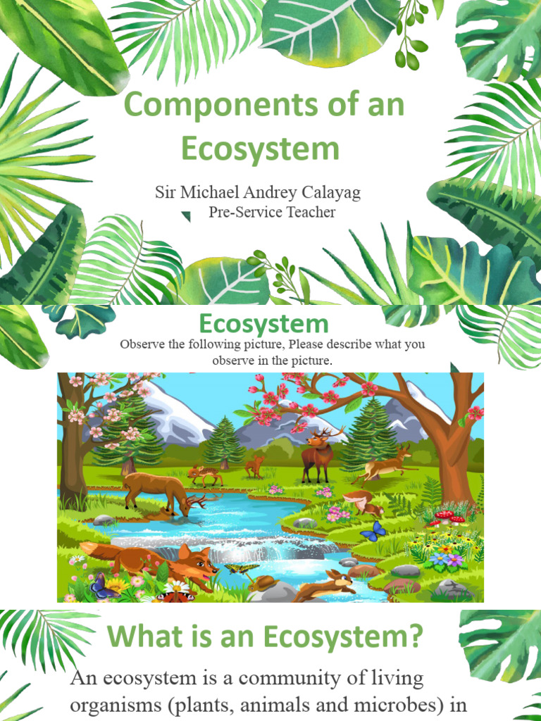 Ecosystem Basics for Students | PDF | Ecosystem | Natural Environment