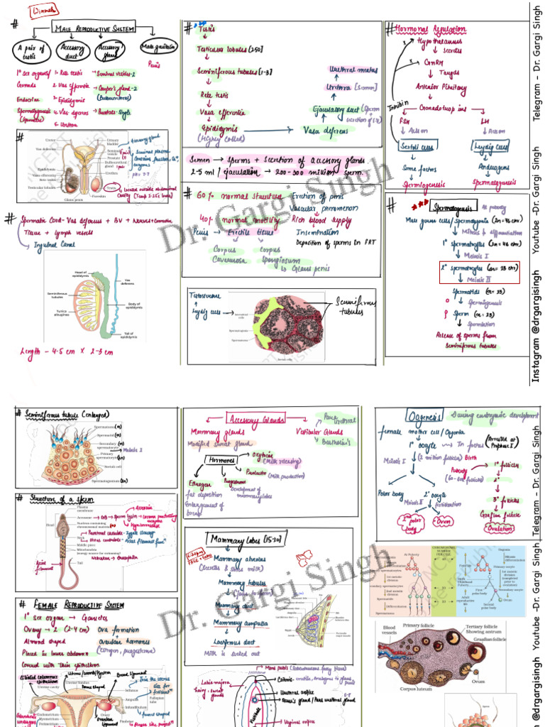 DR Gargi Singh - 2 Page Notes - Human Reproduction | PDF