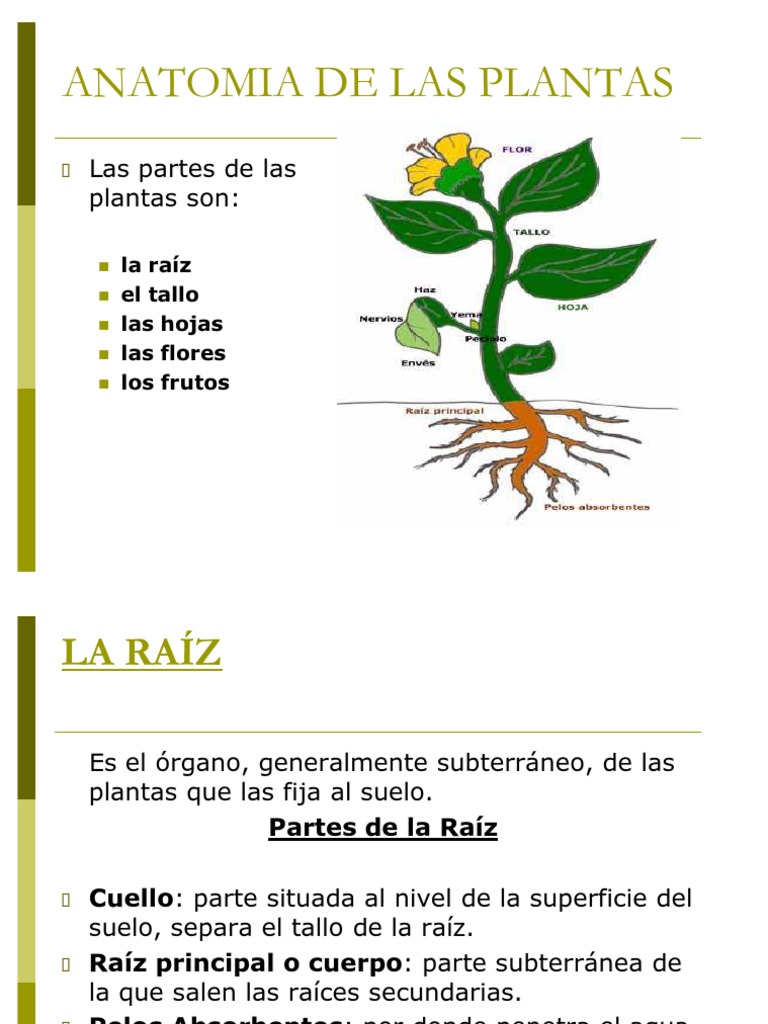 Anatomía Del Tallo De La Planta Raíz Y Tallo | Erika Domínguez