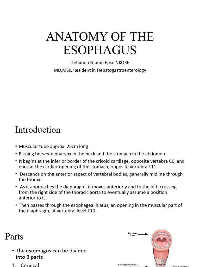 Anatomy of The Esophagus | PDF | Esophagus | Anatomy