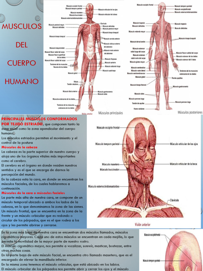 Músculos del Cuerpo Humano: Guía Completa | PDF | Cara | Abdomen