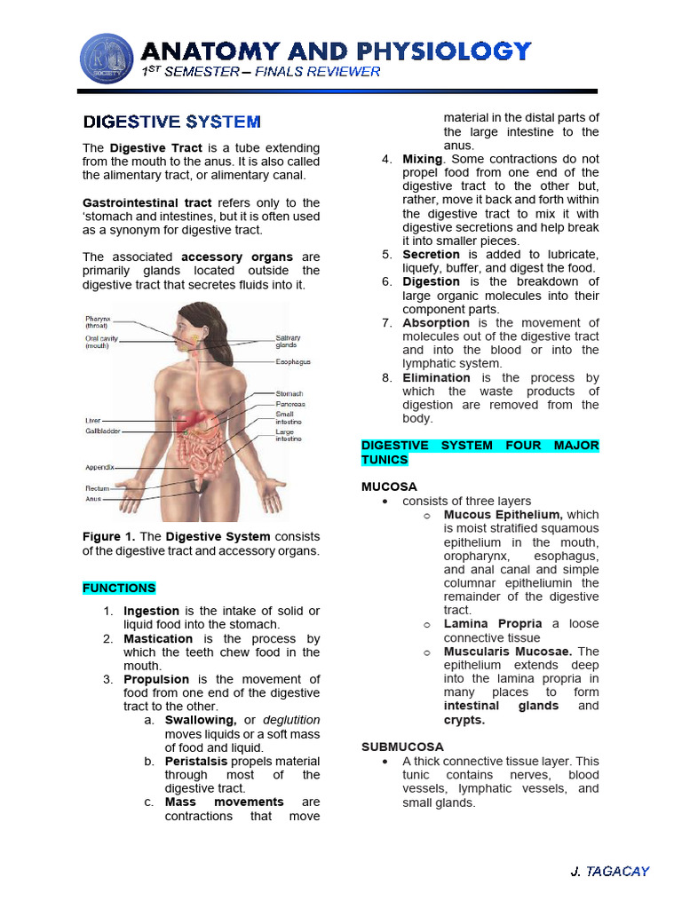 Digestive System | PDF | Gastrointestinal Tract | Peritoneum
