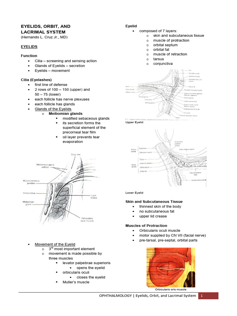 Optha Eyelids Orbit Lacrimal DR - Hernando L. Cruz JR | PDF | Anatomy ...