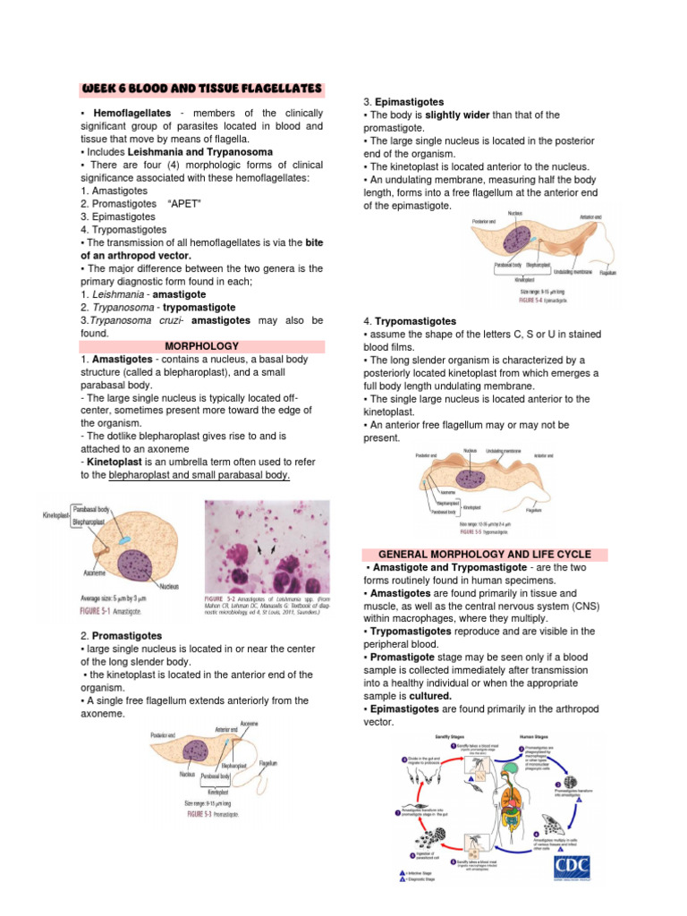Blood and Tissue Flagellates Overview | PDF | Microbiology | Parasitology