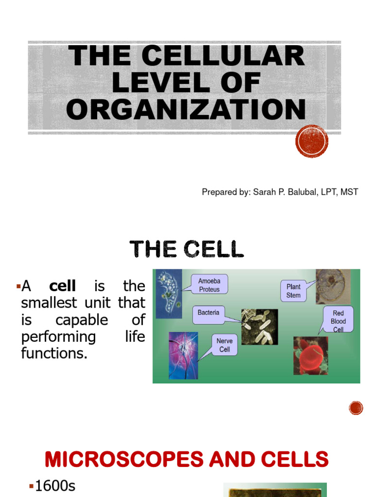 The Cellular Level of Organization | PDF | Cell (Biology) | Endoplasmic ...