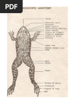 External Anatomy of the Frog | PDF | Vertebra | Peritoneum