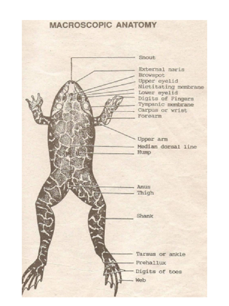 Diagram of A Frog | PDF