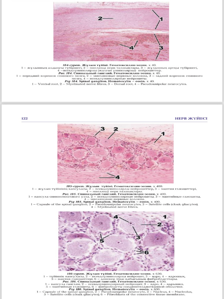 Spinal Ganglion | PDF