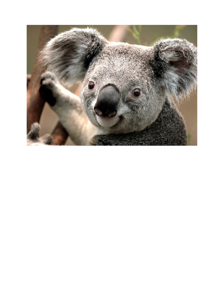 Koala | PDF