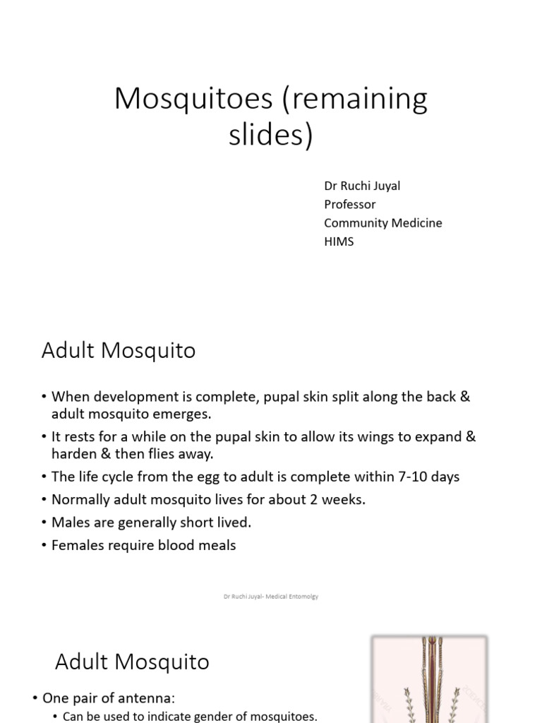 Mosquito - Remaining Slides | PDF