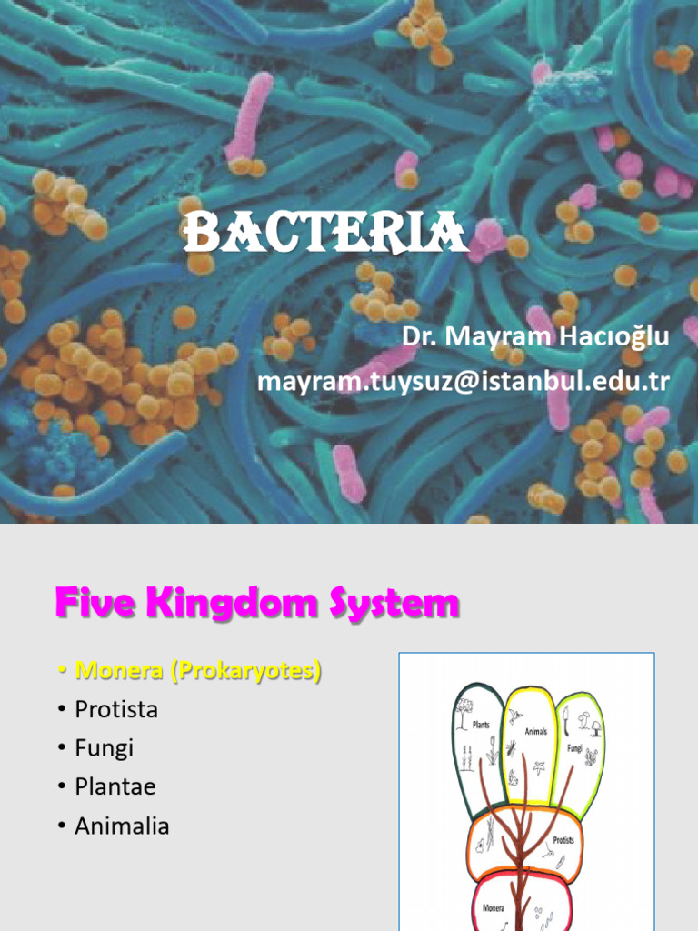 Bacteria 1 Pdf Bacteria Cell Biology