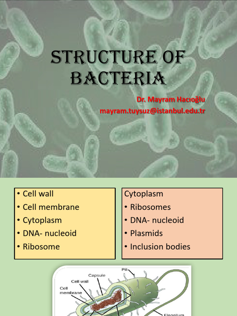 Bacteria 2 | PDF | Cell Membrane | Staining