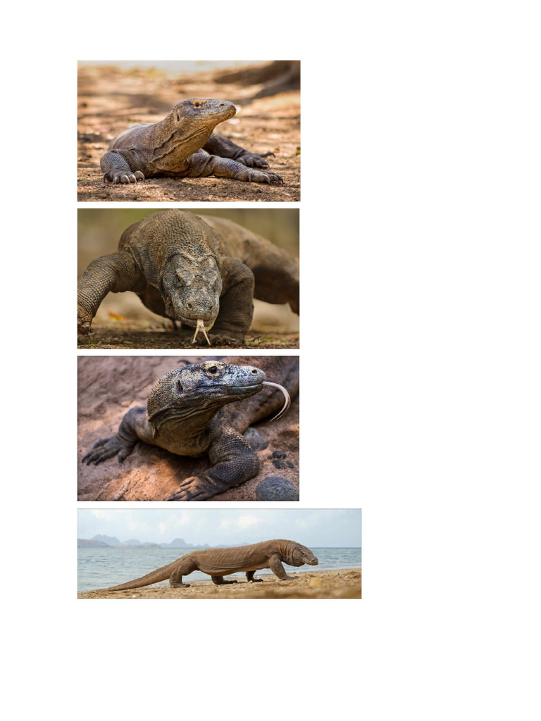 Drac de Komodo | PDF