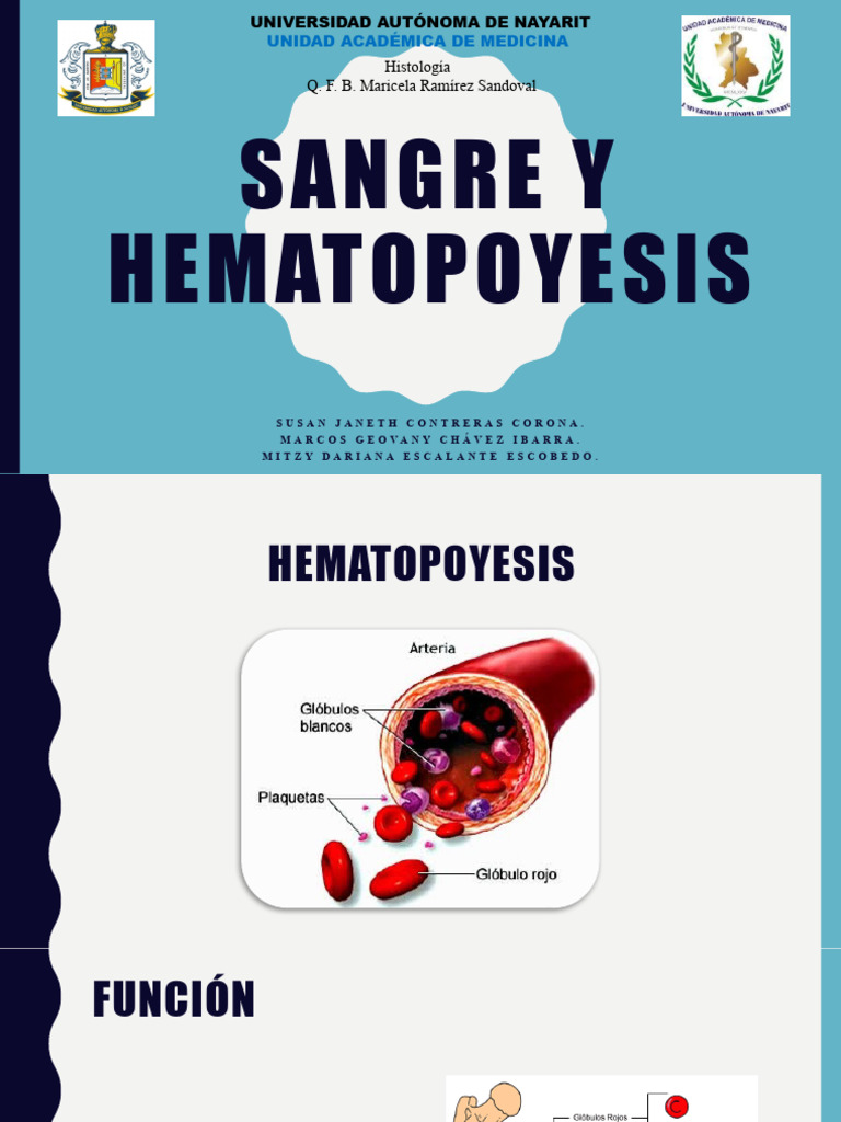 Sangre y Hematopoyesis | PDF | Linfocitos | Leucocito