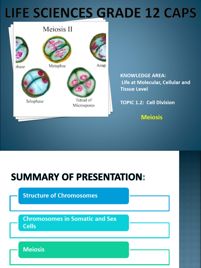 PP3 Meiosis 1453880355 | PDF | Meiosis | Ploidy