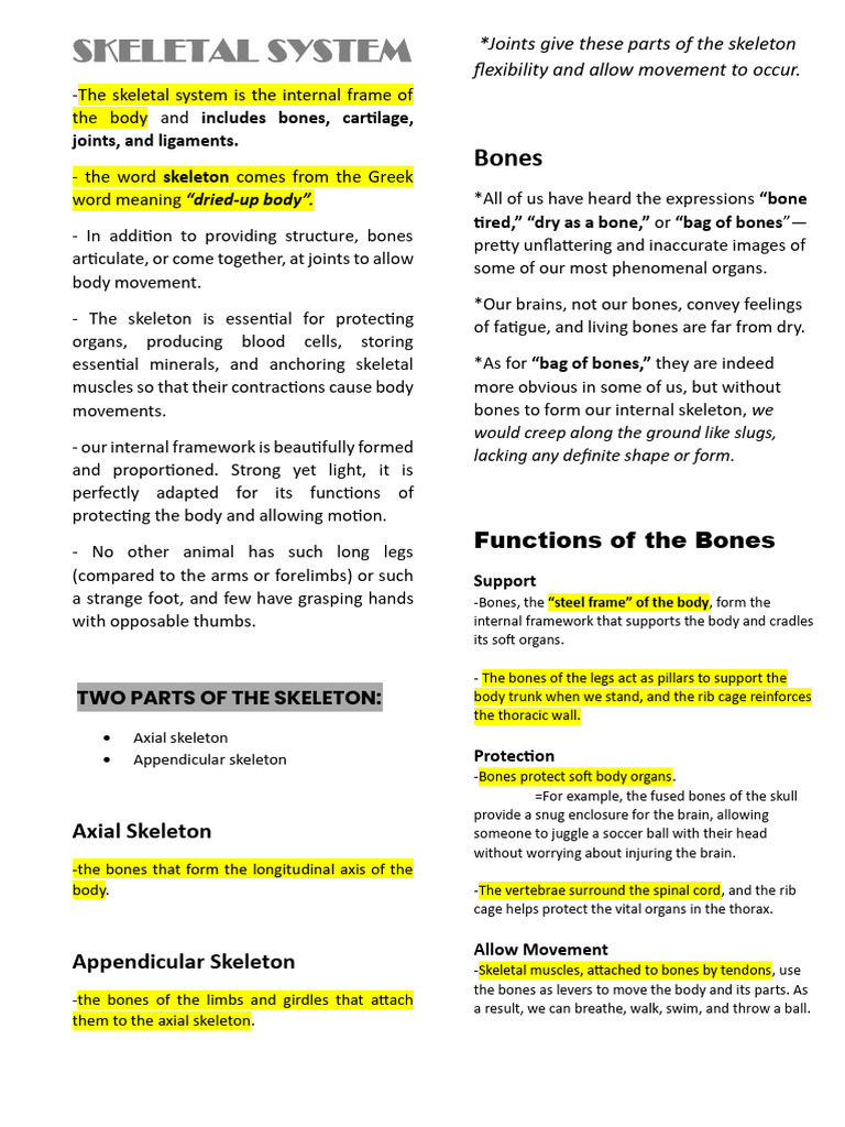 Reviewer Skeletal System | PDF | Vertebra | Vertebral Column