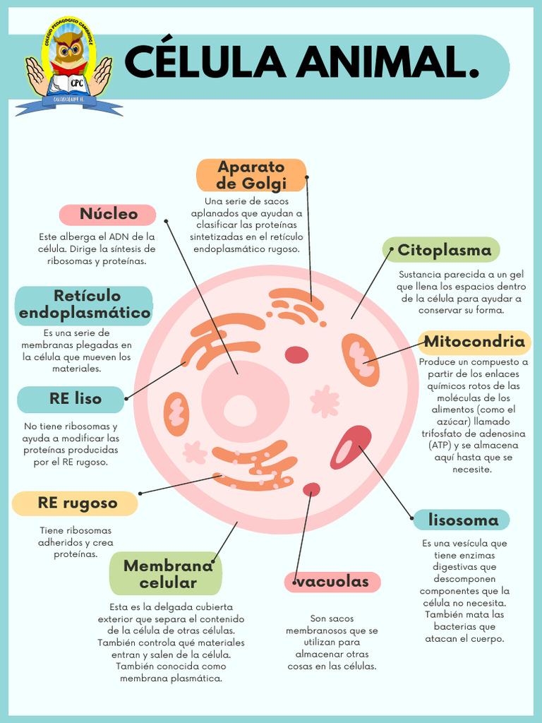 CELULA ANIMAL | PDF | Citoplasma | Biofísica