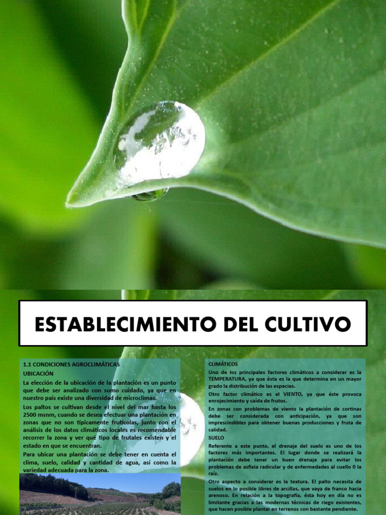 Paltos Agroecologia | PDF | Suelo | Lepidópteros