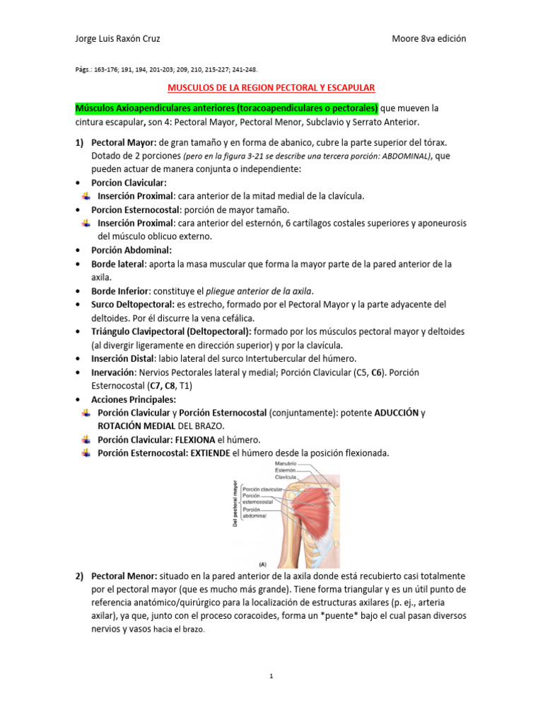 Musculos Ms 2021 | PDF | Codo | Hombro