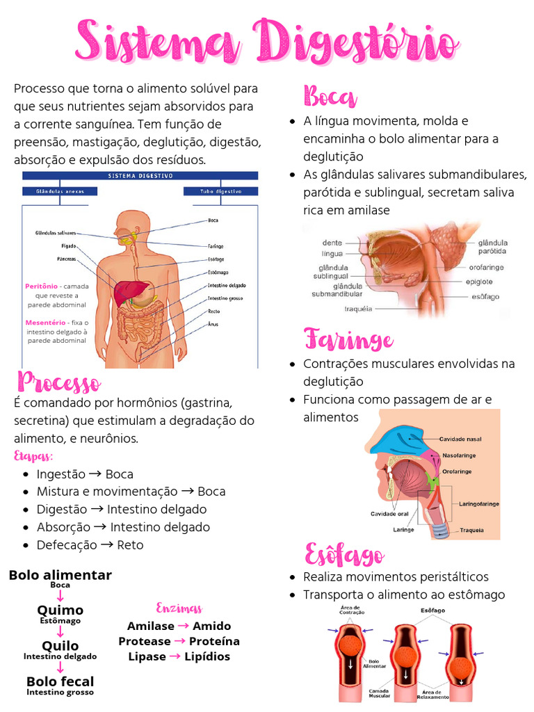 Sistema Digestório | PDF | Digestão | Sistema digestivo humano